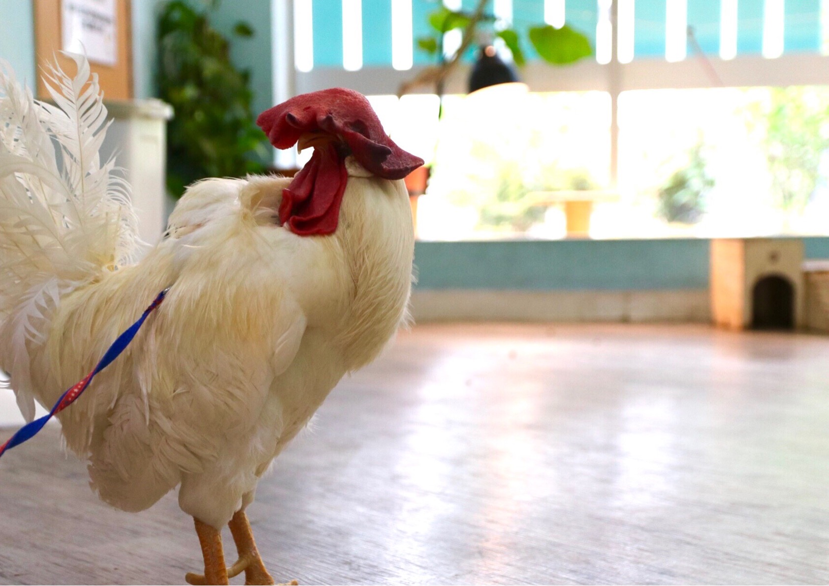 ニワトリってどんな生き物？特徴や生息地を紹介| 淡水魚のいきもの図鑑| カワスイ アクア&アニマルスクール